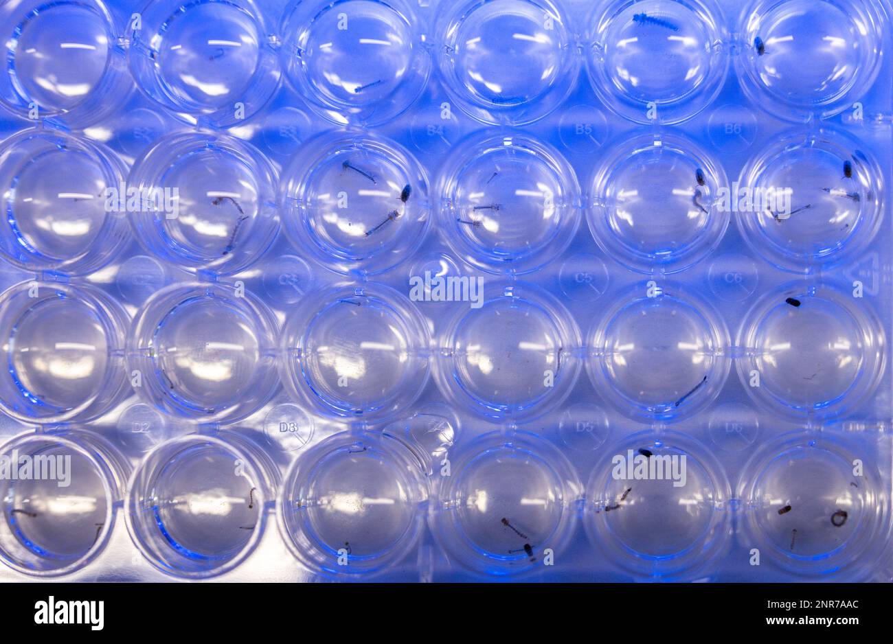 Riems, Germany. 31st Jan, 2023. Mosquito larvae swim in a breeding ...