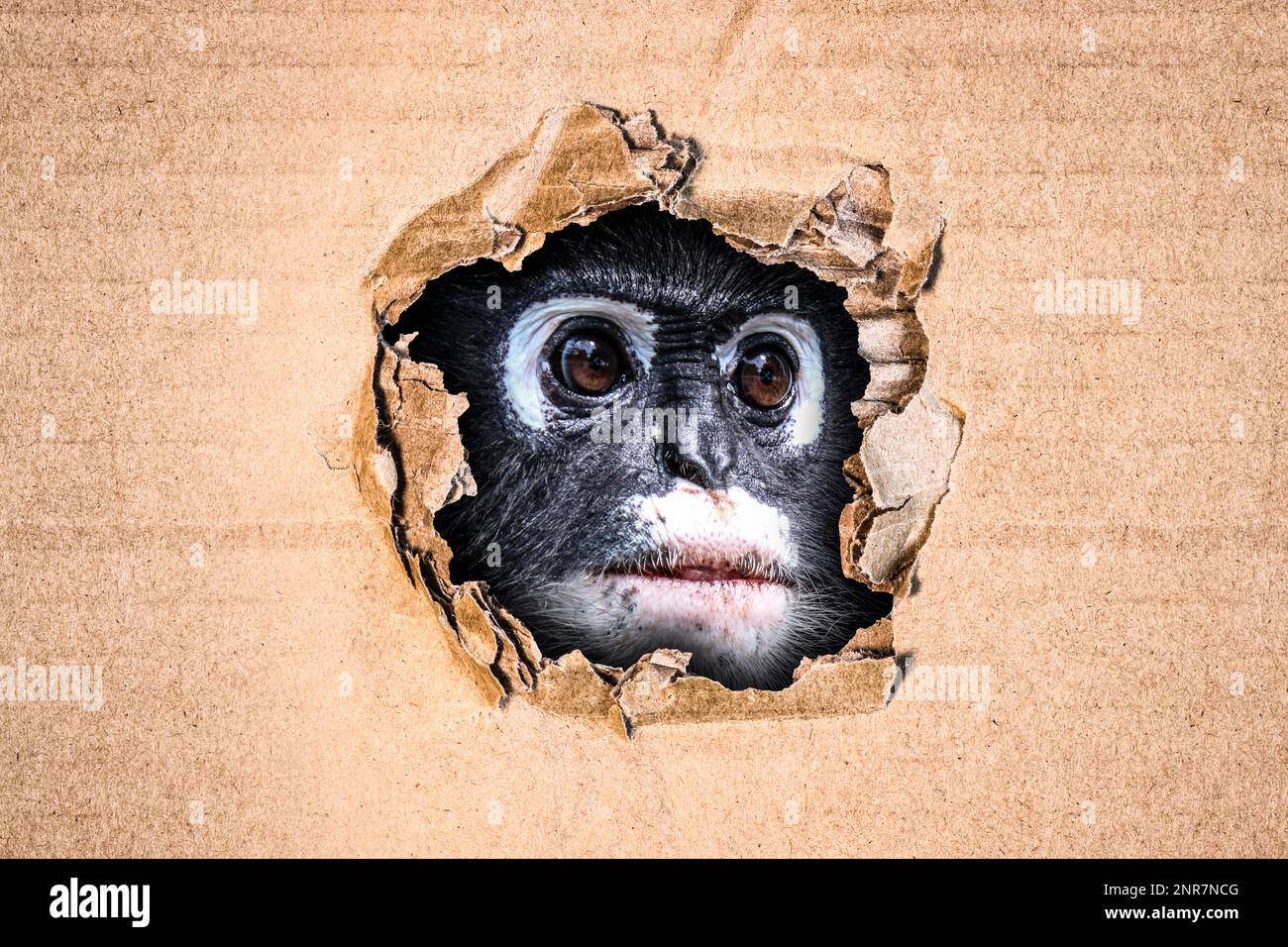 Funny dusky leaf monkey (Trachypithecus obscurus) peeking out of a hole ...