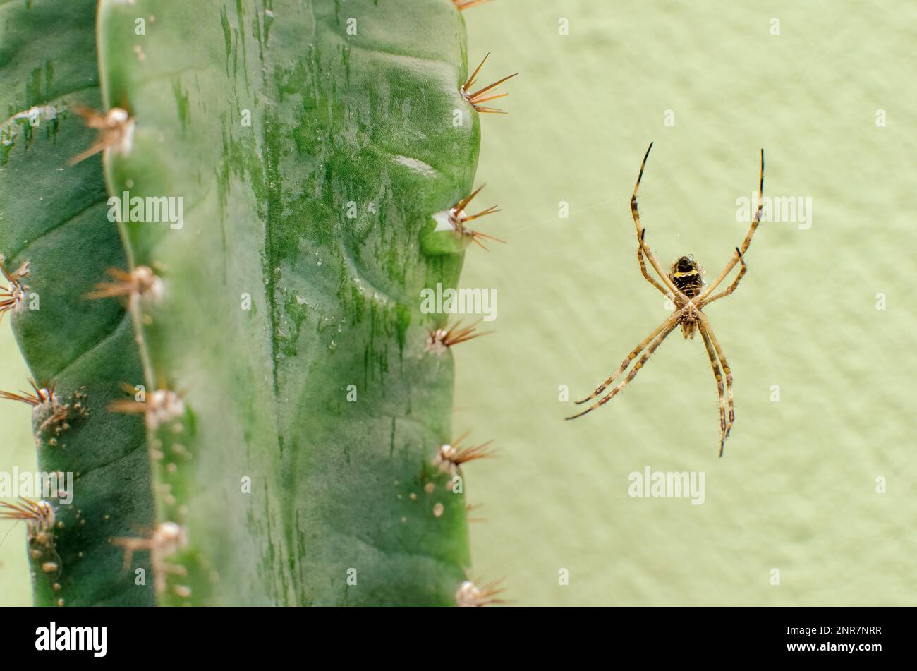 Silver spider argiope argentata hi-res stock photography and images - Alamy