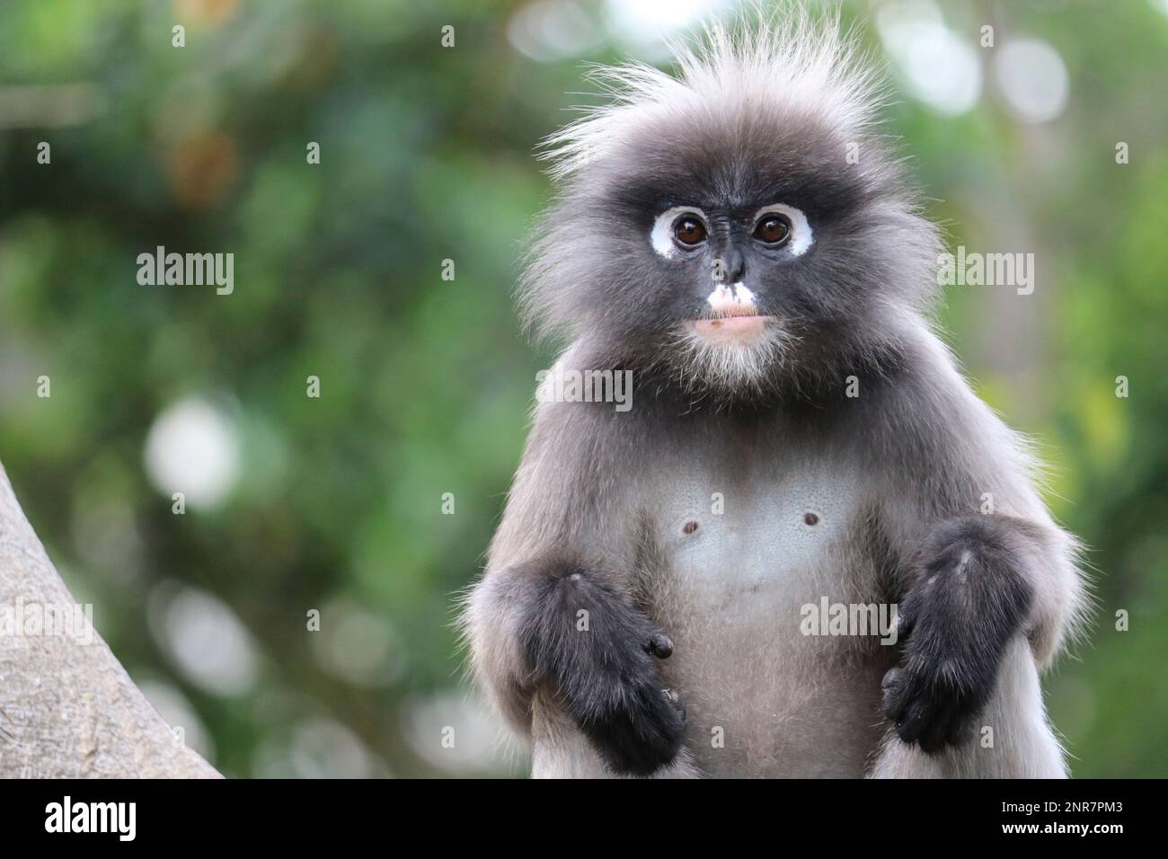 Portrait of a cute adult dusky leaf monkey (Trachypithecus obscurus ...