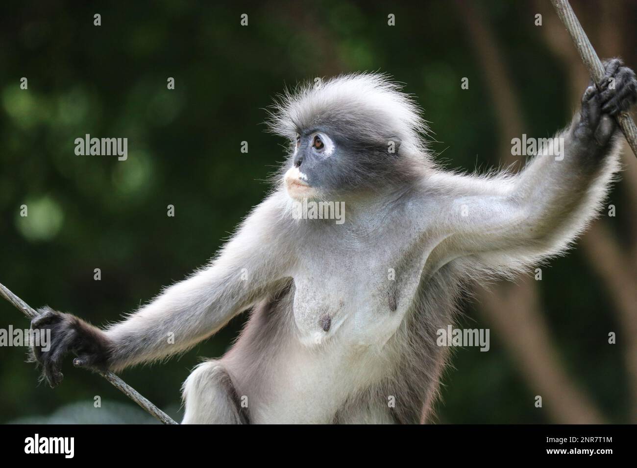 Portrait of a cute elderly dusky leaf monkey (Trachypithecus obscurus ...