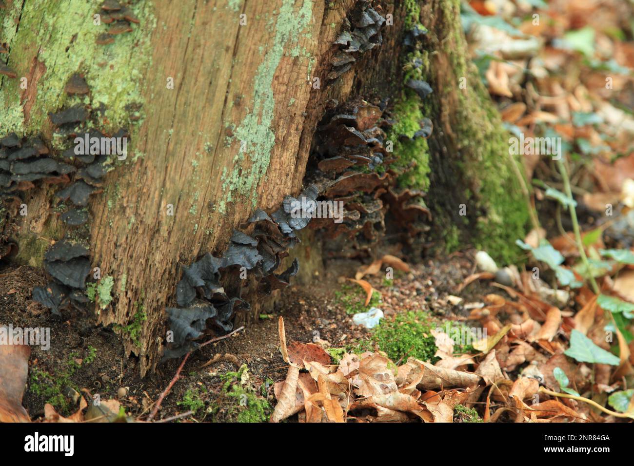 Group of ischnoderma benzoinum growing on a tree trunk in the woods ...