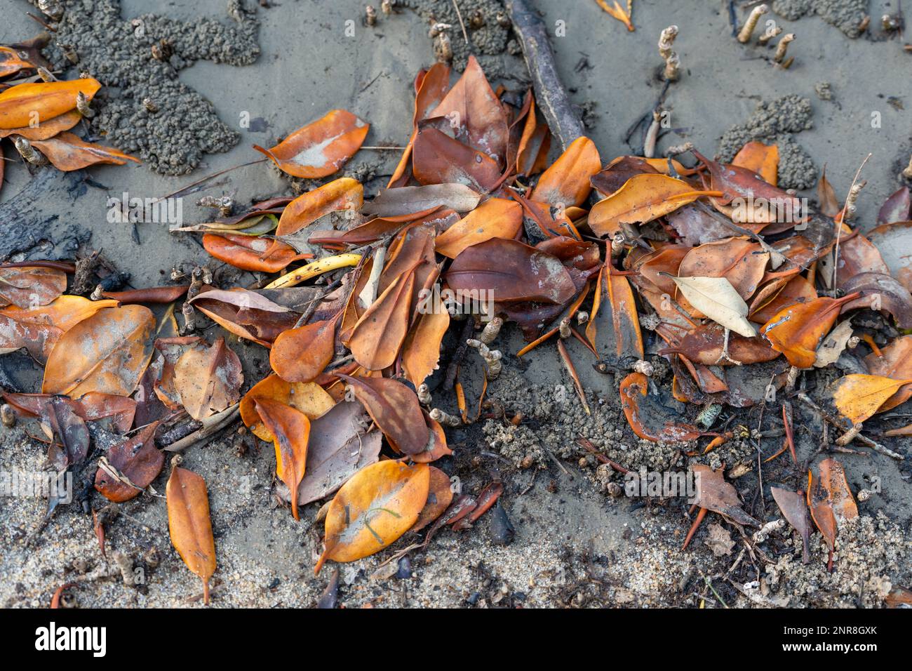 Mangrove leaves in autumn tones washed up on the beach Stock Photo - Alamy
