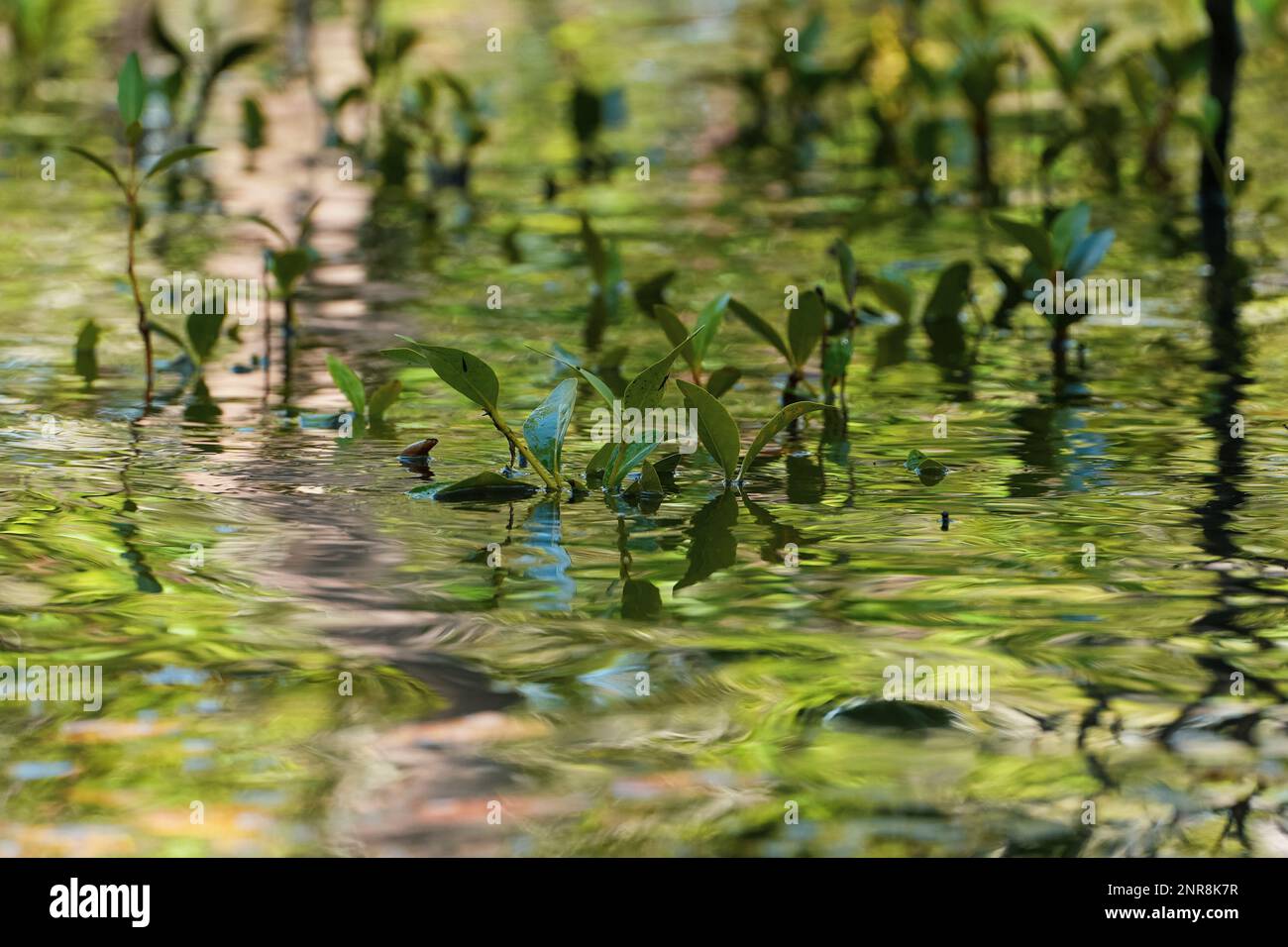 The uppermost leaves of young mangrove trees that are immersed beneath ...