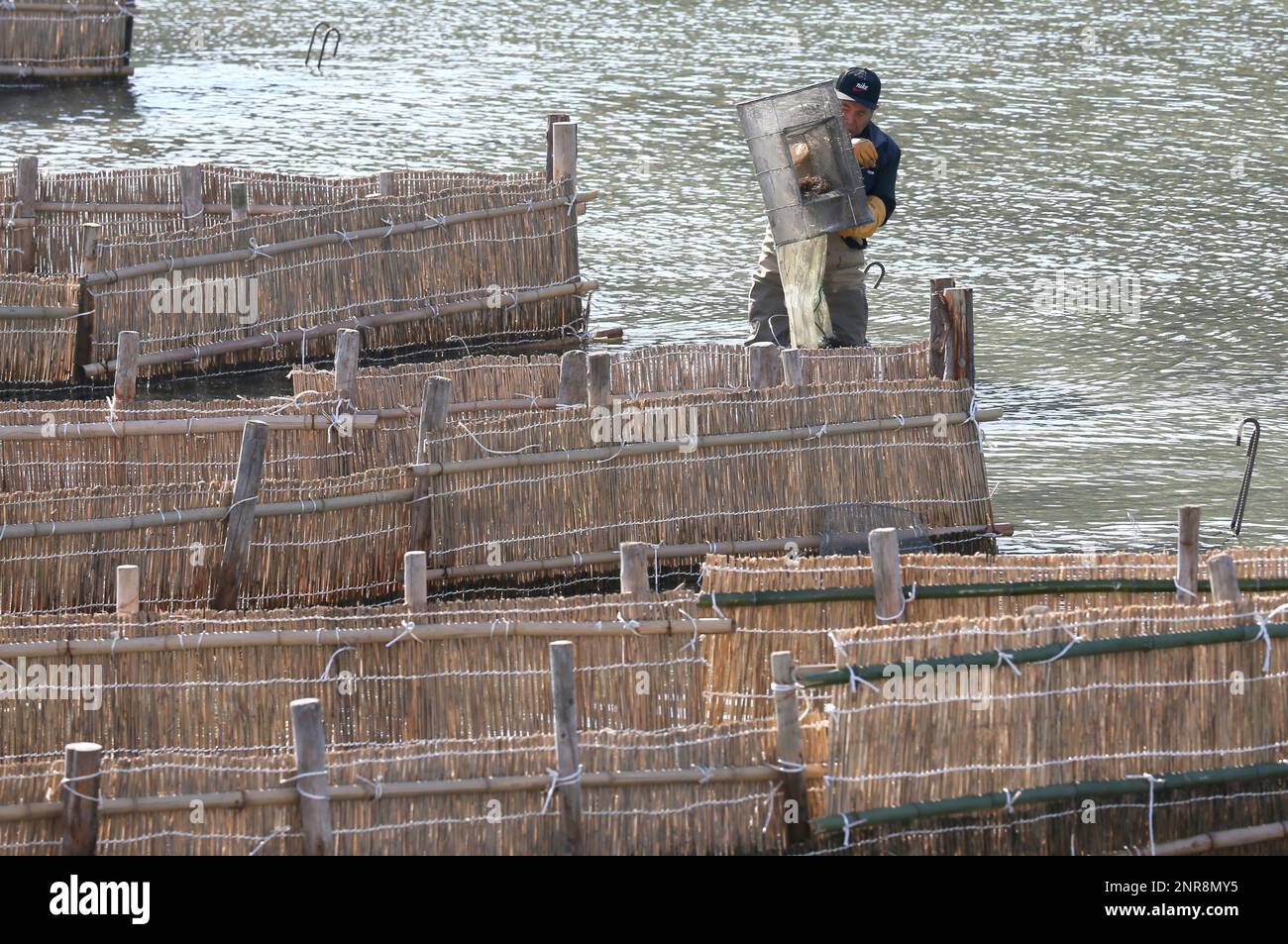 A photo shows Leucopsarion petersii (ice goby) fishing at Murimi River ...