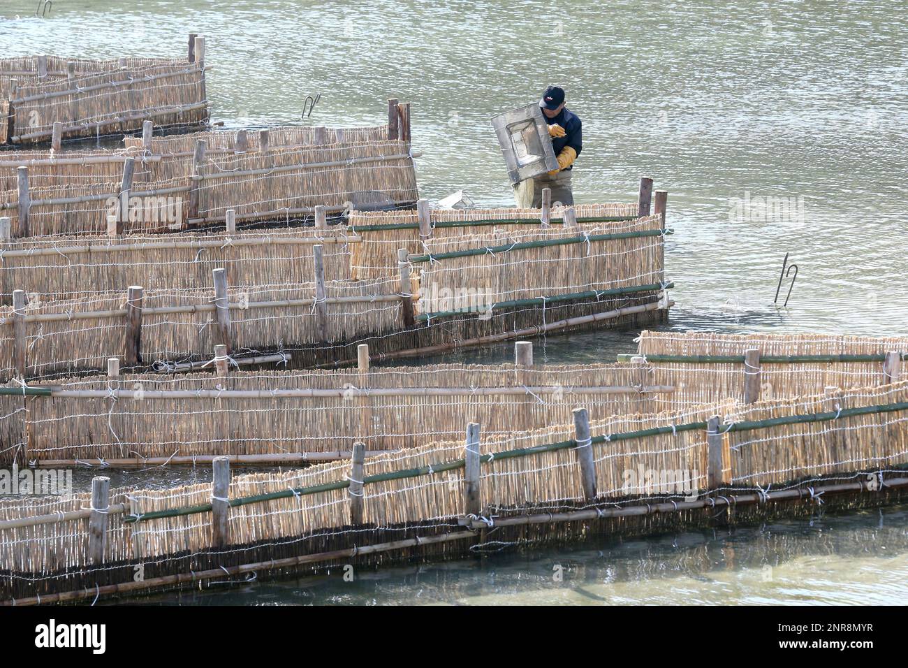 A photo shows Leucopsarion petersii (ice goby) fishing at Murimi River ...