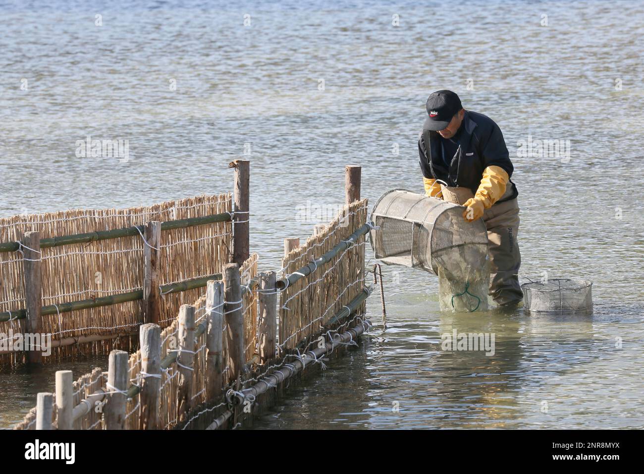 A photo shows Leucopsarion petersii (ice goby) fishing at Murimi River ...