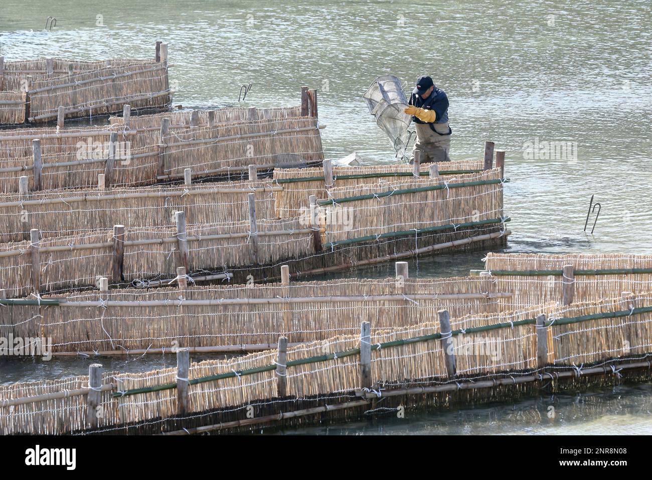 A photo shows Leucopsarion petersii (ice goby) fishing at Murimi River ...
