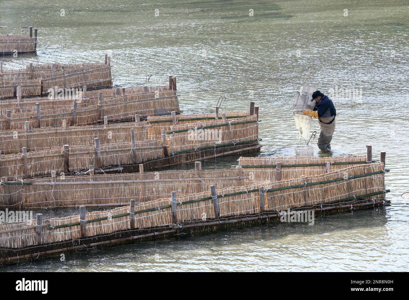 A photo shows Leucopsarion petersii (ice goby) fishing at Murimi River ...