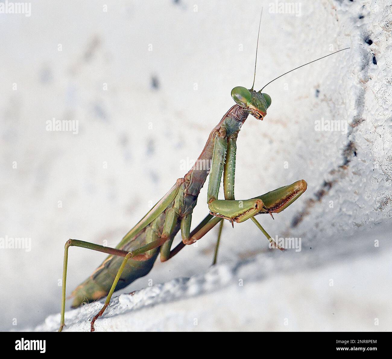 A praying mantis, or praying mantid, hanging out on the wall of a home ...