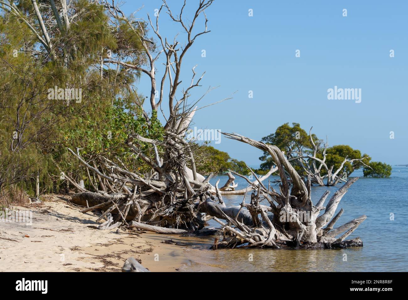 Weathered fallen trees lying on the beach partly submerged by the tide ...