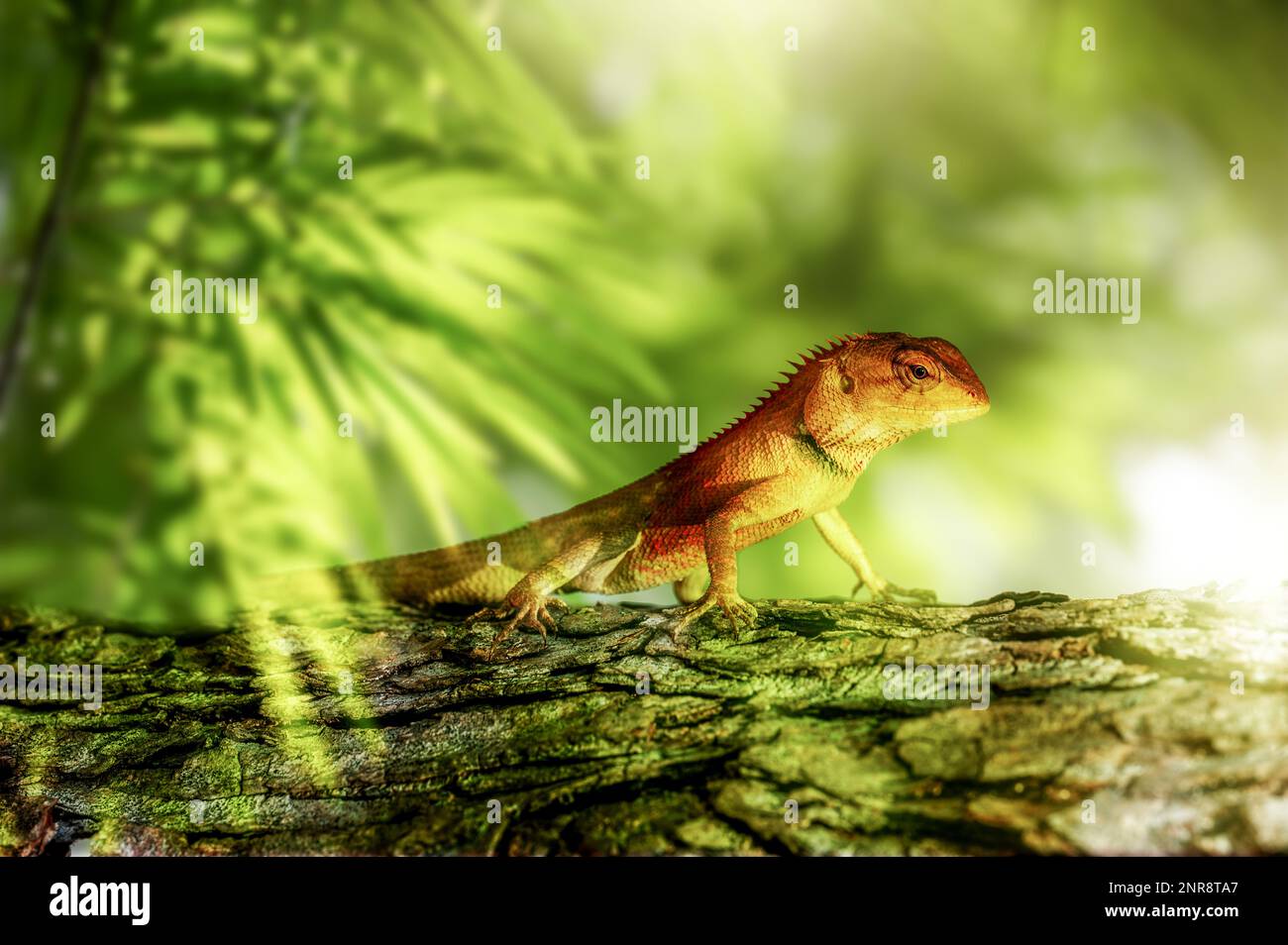 crested lizard in its natural habitat in dense jungle, perched on tree ...