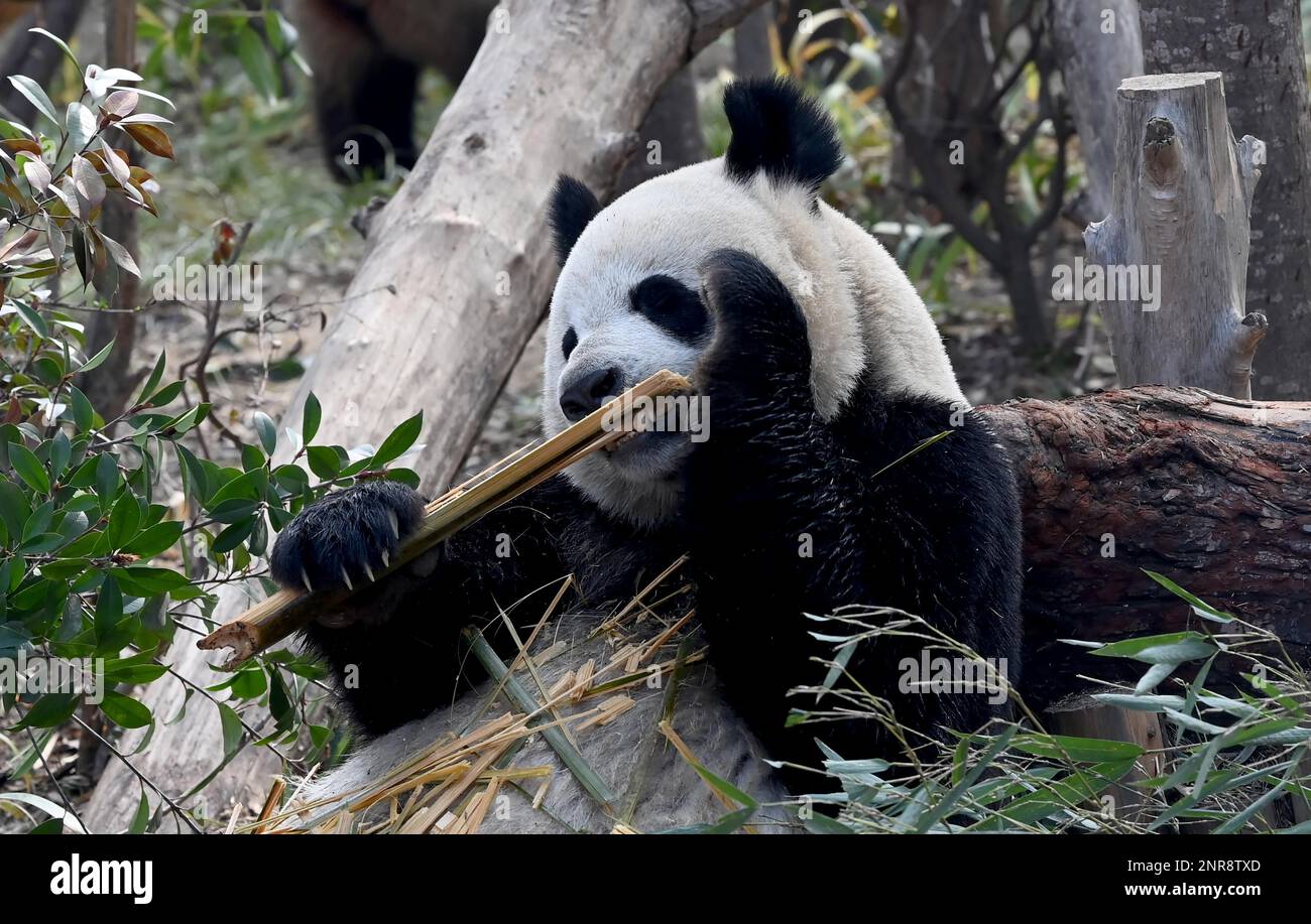 **CHINESE MAINLAND, HONG KONG, MACAU AND TAIWAN OUT** Giant pandas play ...