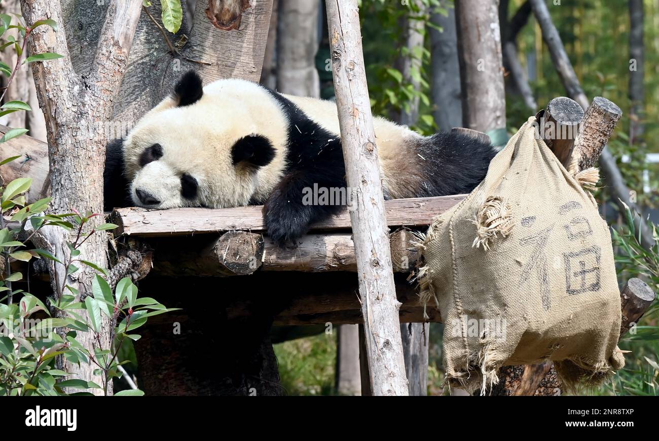 **CHINESE MAINLAND, HONG KONG, MACAU AND TAIWAN OUT** Giant pandas play ...