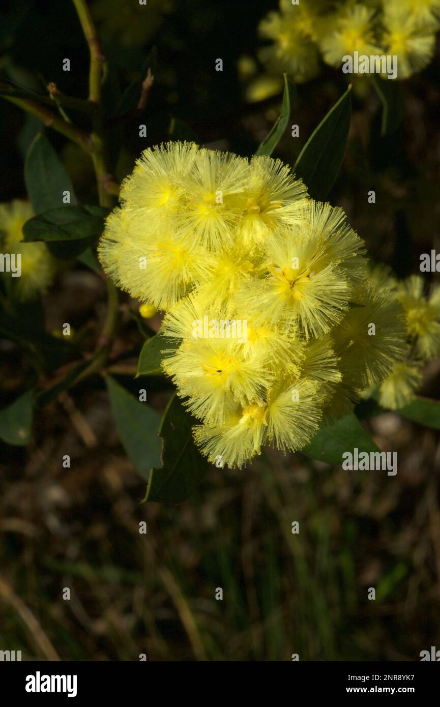 Springtime in Australia is Wattle time - glorious golden flowers ...
