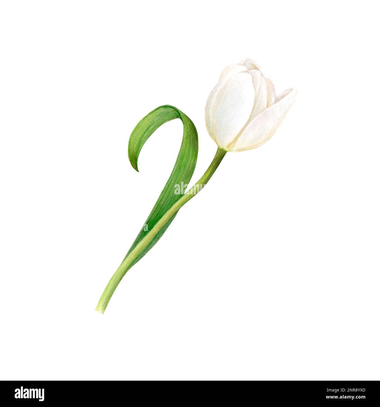 Watercolour drawing of white tulip flower with curved leaf isolated on ...