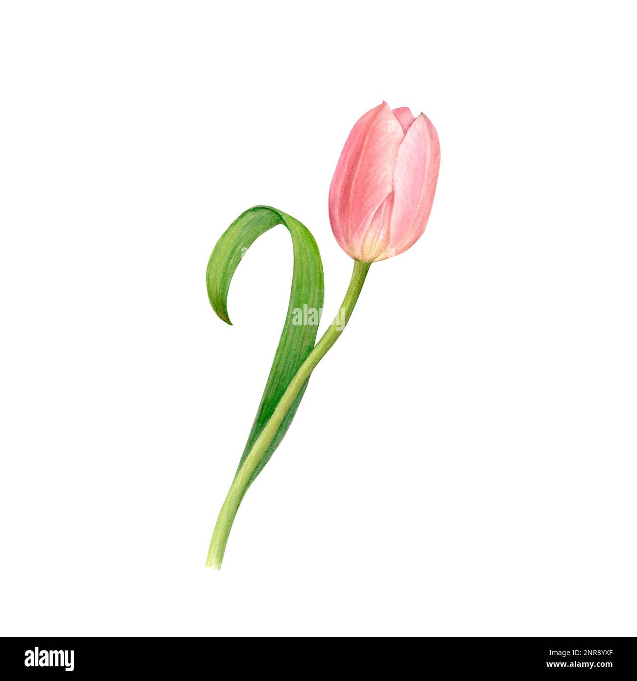 Single Pink Tulip Drawing