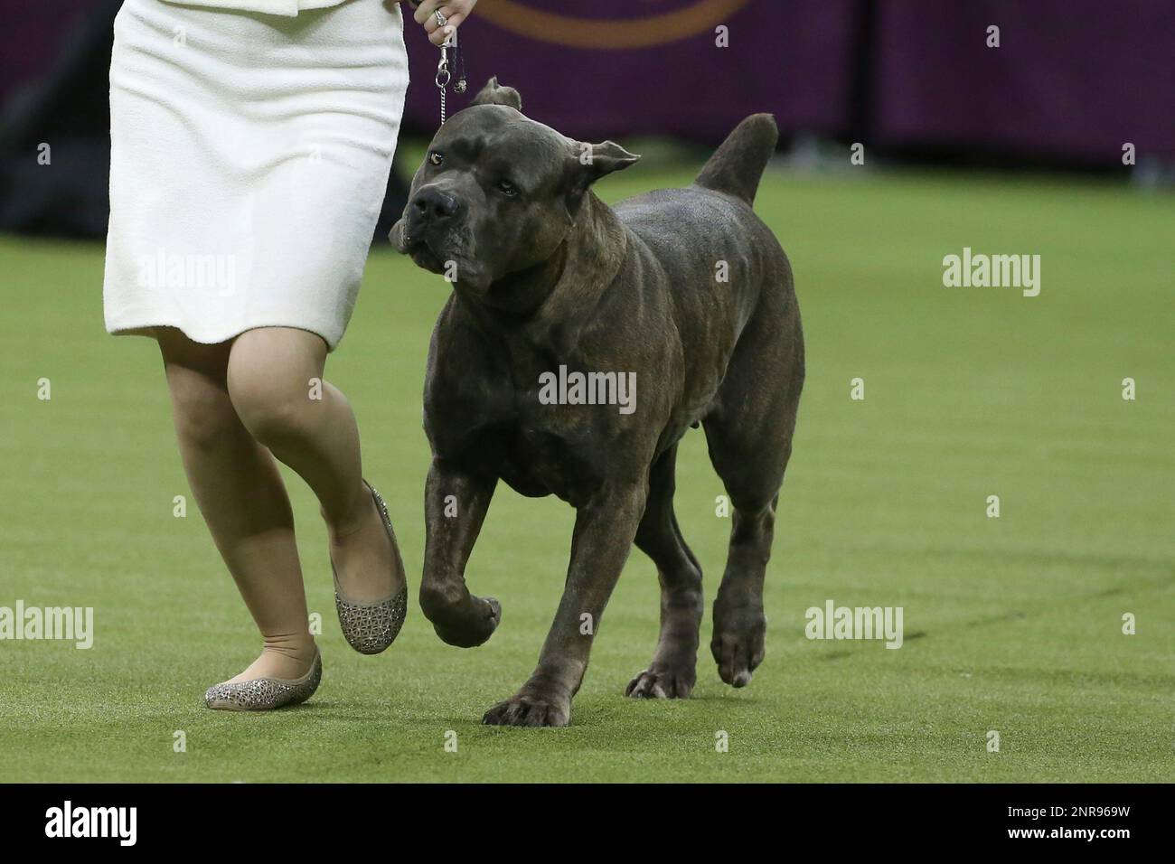 NEW YORK, NY - FEBRUARY 11: A Cane Corso competes in the Working Group ...