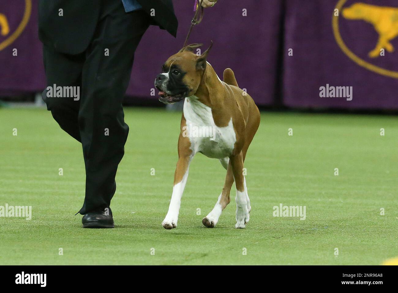 NEW YORK, NY - FEBRUARY 11: Wilma a Boxer competes in the Working Group ...