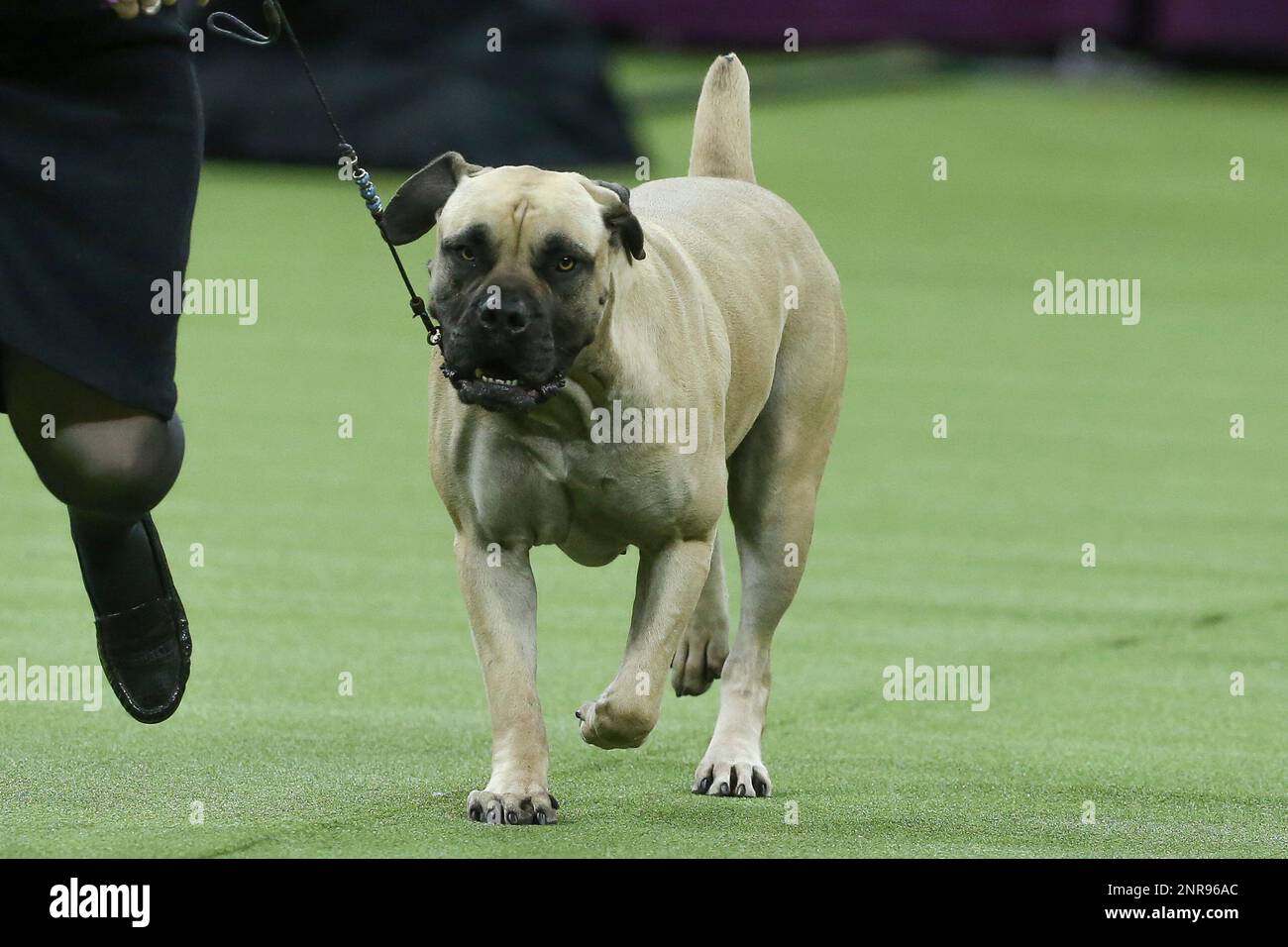 NEW YORK, NY - FEBRUARY 11: Amina Pebbles a Boerboel competes in the ...
