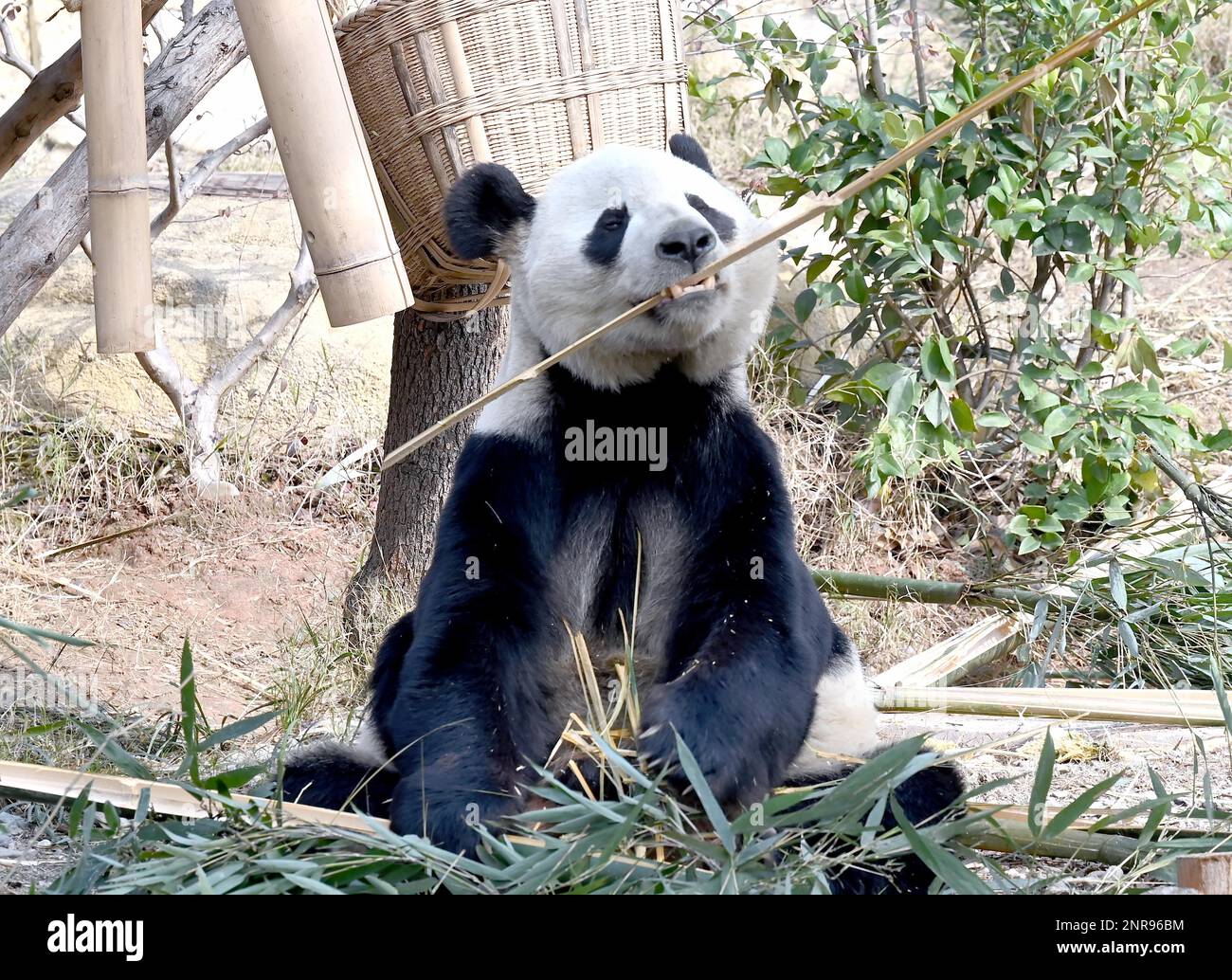 **CHINESE MAINLAND, HONG KONG, MACAU AND TAIWAN OUT** Giant pandas play ...