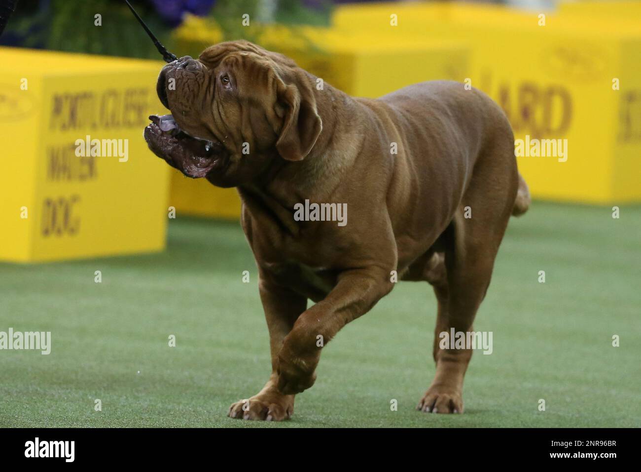 NEW YORK, NY - FEBRUARY 11: OBI a Dogue de Bordeaux competes in the ...