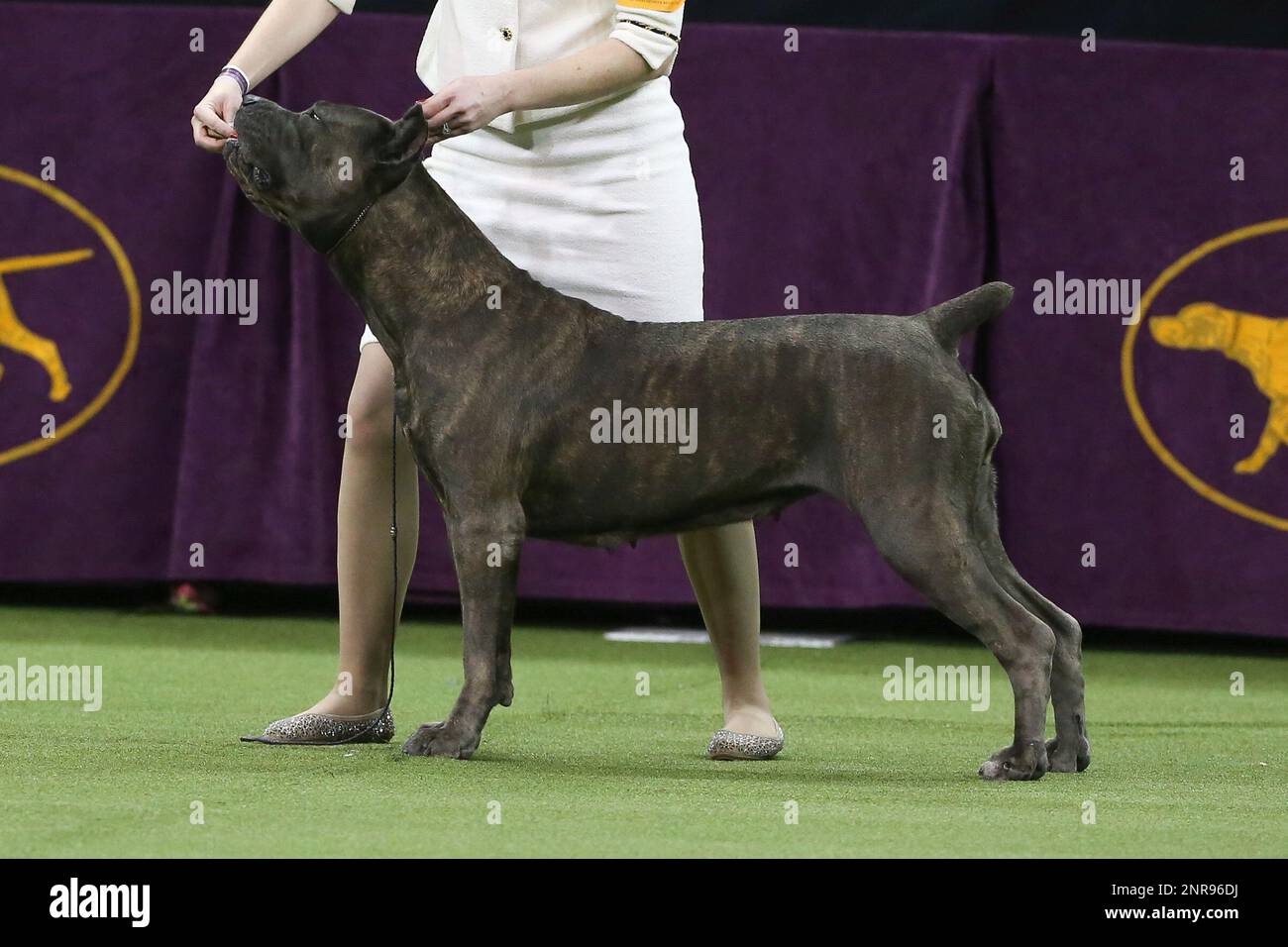 NEW YORK, NY - FEBRUARY 11: A Cane Corso competes in the Working Group ...
