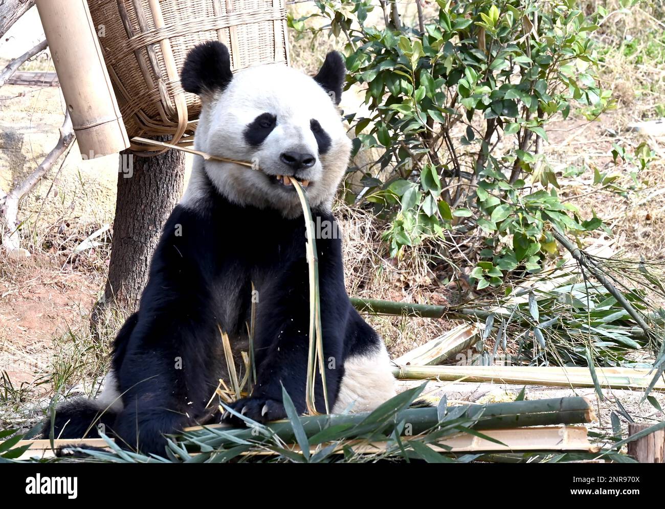 **CHINESE MAINLAND, HONG KONG, MACAU AND TAIWAN OUT** Giant pandas play ...