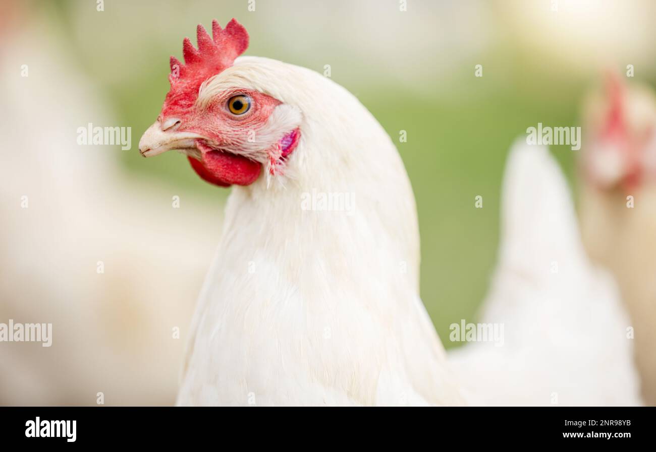 Chicken face, farm and animals for agriculture production, growth and ...