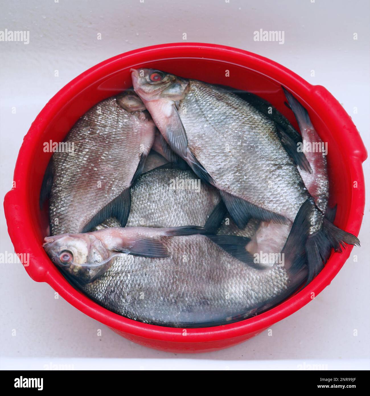 Freshly caught freshwater fish fish in a bucket. Bream in a bucket ...