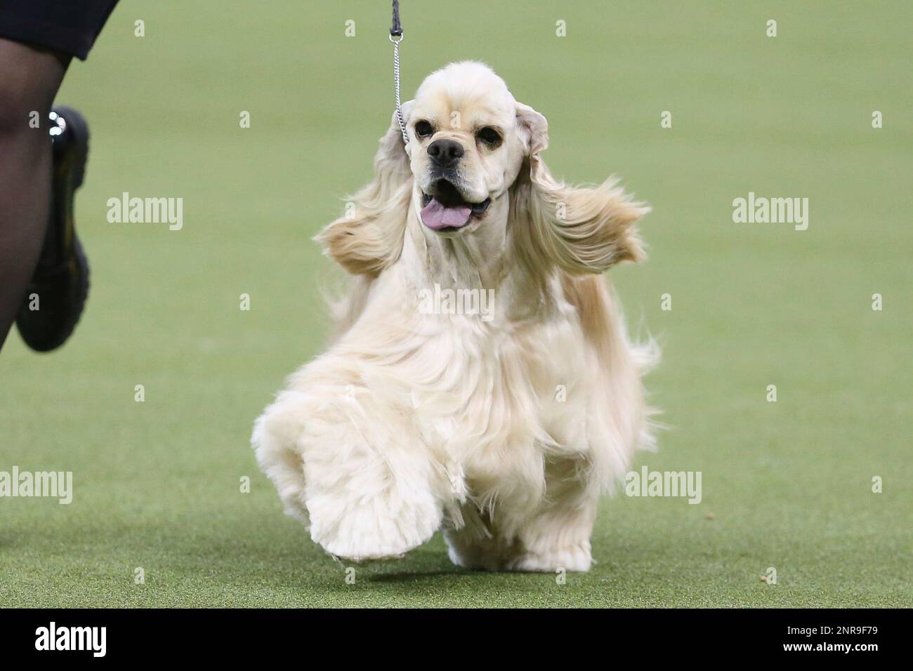 NEW YORK, NY - FEBRUARY 11: Charlie, A Cocker Spaniel (ASCOB) competes ...