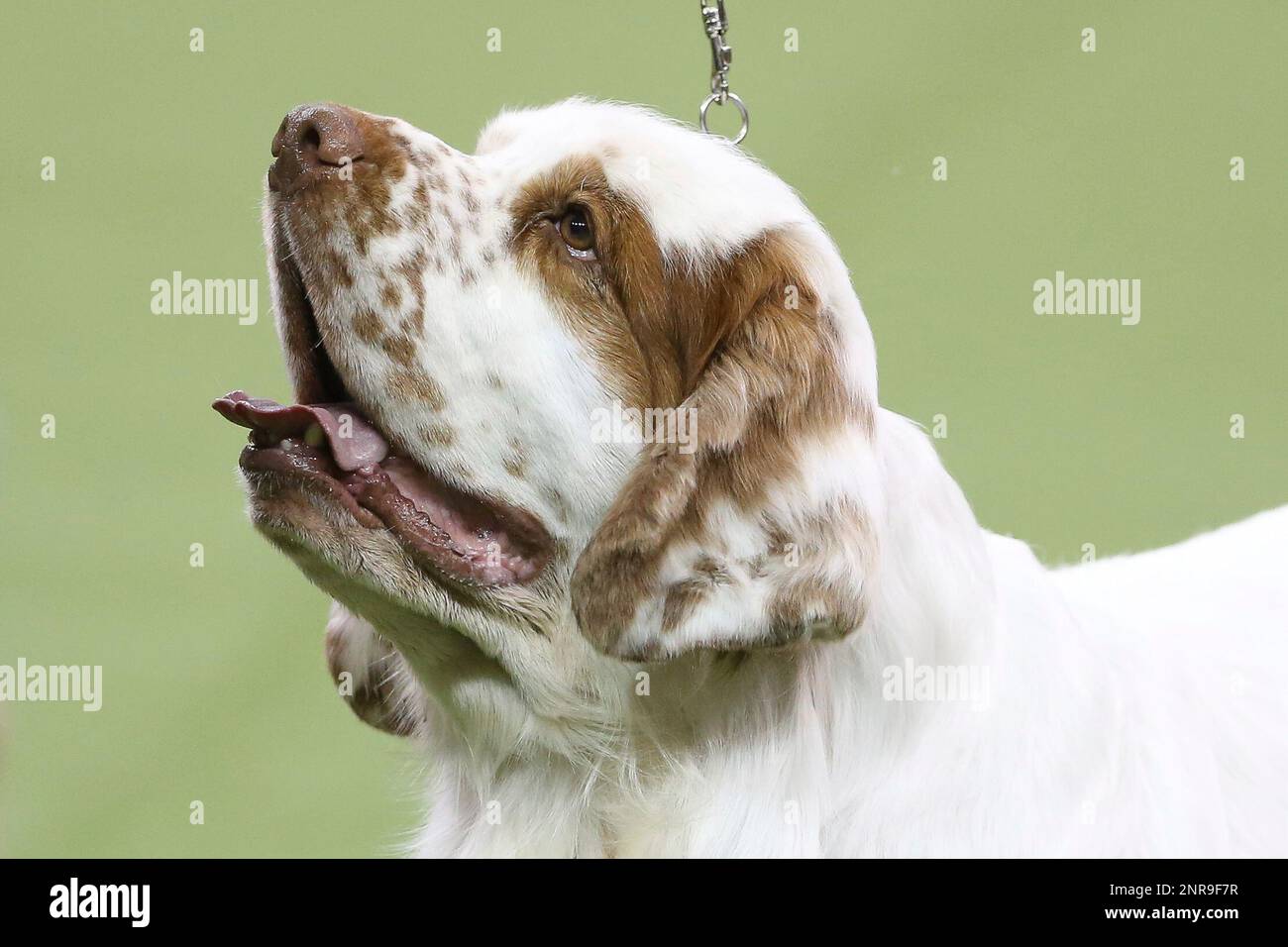NEW YORK, NY - FEBRUARY 11: A Clumber Spaniel competes in the Sporting ...