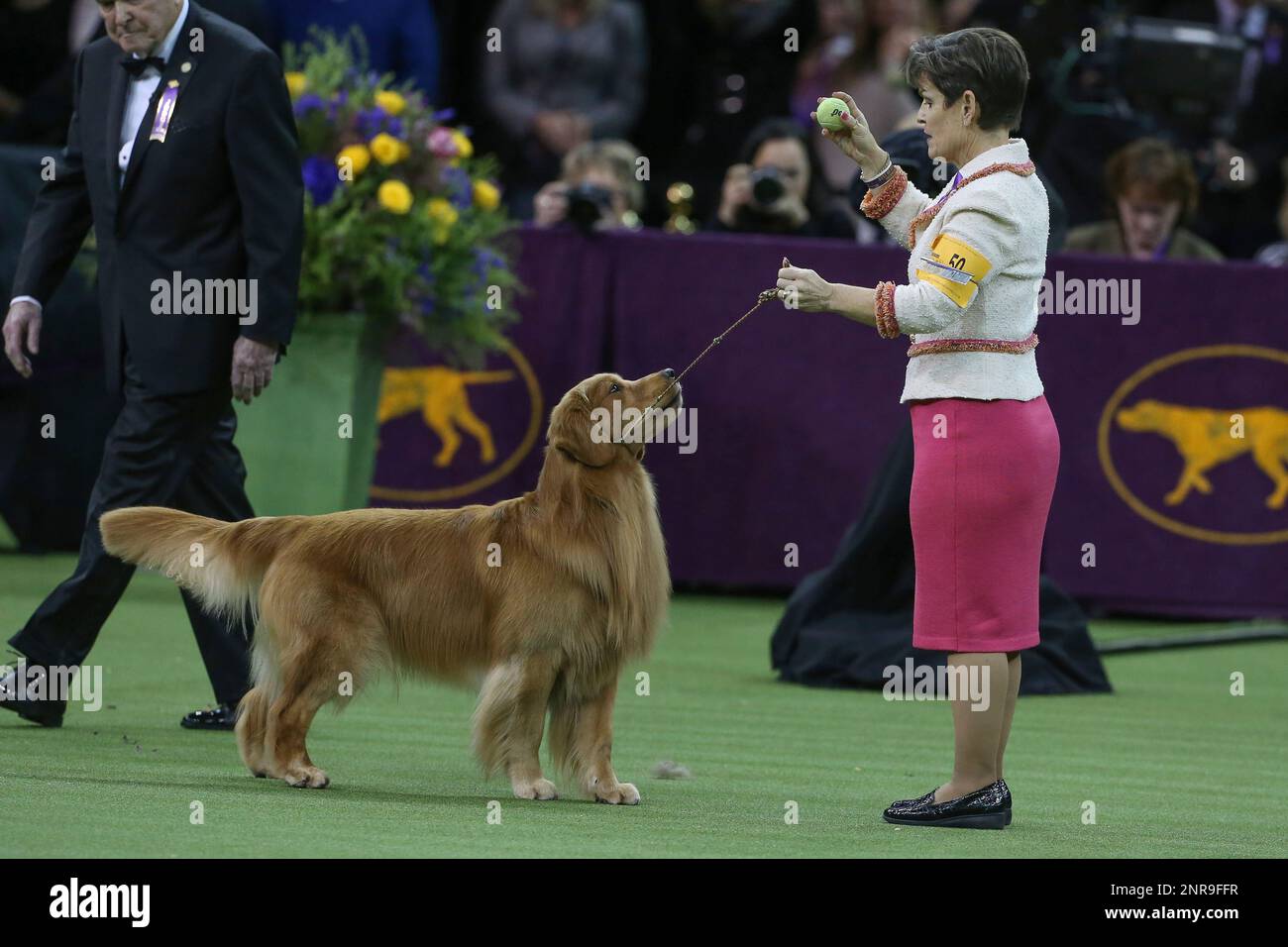 NEW YORK, NY - FEBRUARY 11: Daniel, a Golden Retriever competes during ...