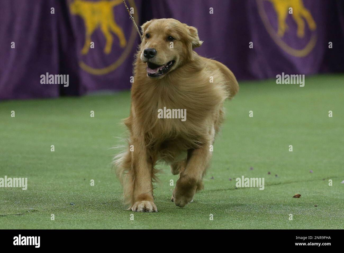 NEW YORK, NY - FEBRUARY 11: Daniel, a Golden Retriever competes during ...