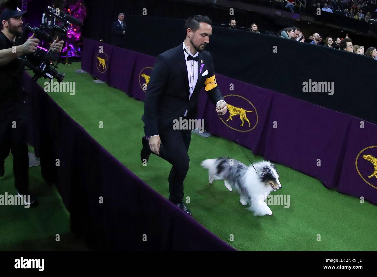 NEW YORK, NY - FEBRUARY 11: Akadia The Corsair (Shetland Sheepdog ...
