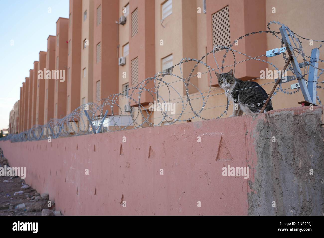 Cat sitting on a tall secure wired wall looking Stock Photo - Alamy