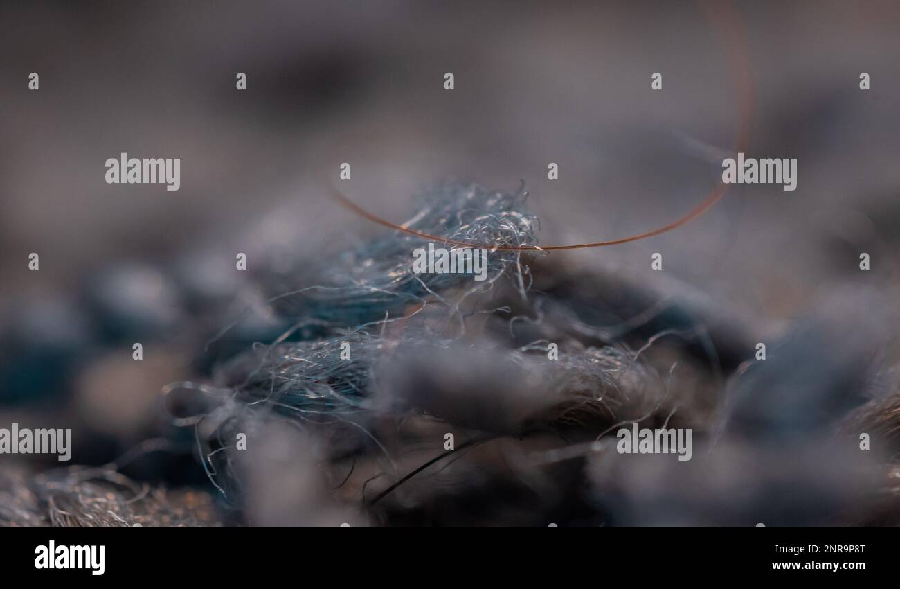 Red hair standing out from many gray strings on a rug Stock Photo - Alamy