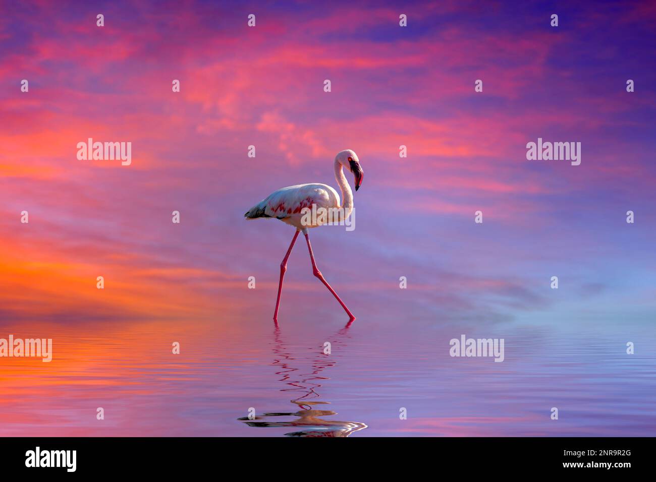 Flamingos In Love In Sunset
