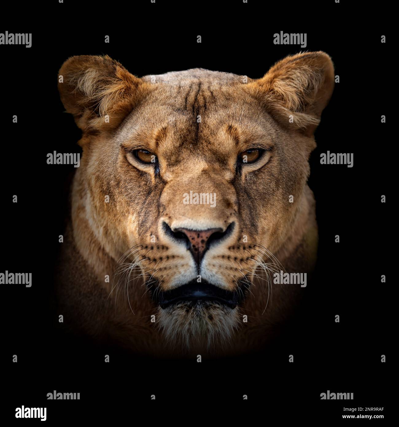 Close angry lion portrait on dark background Stock Photo - Alamy