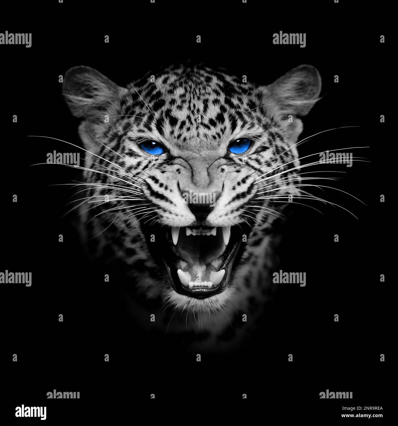 African leopard looking up hi-res stock photography and images - Alamy