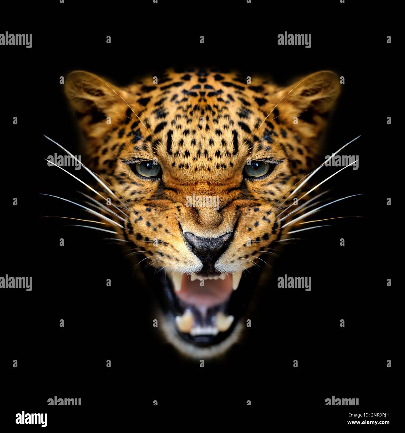 Angry leopard hi-res stock photography and images - Alamy