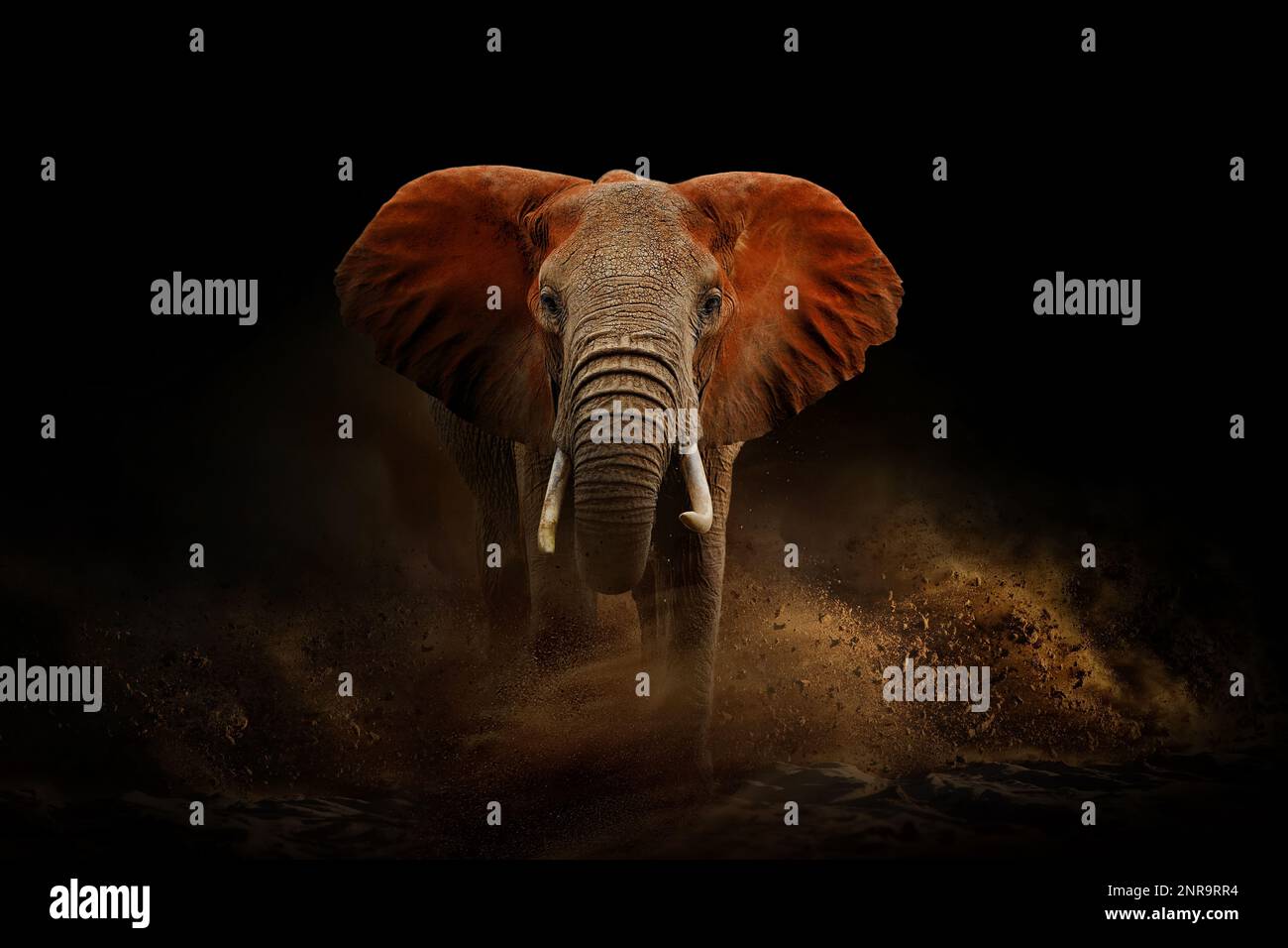Amazing African elephant with dust and sand on black background. A ...