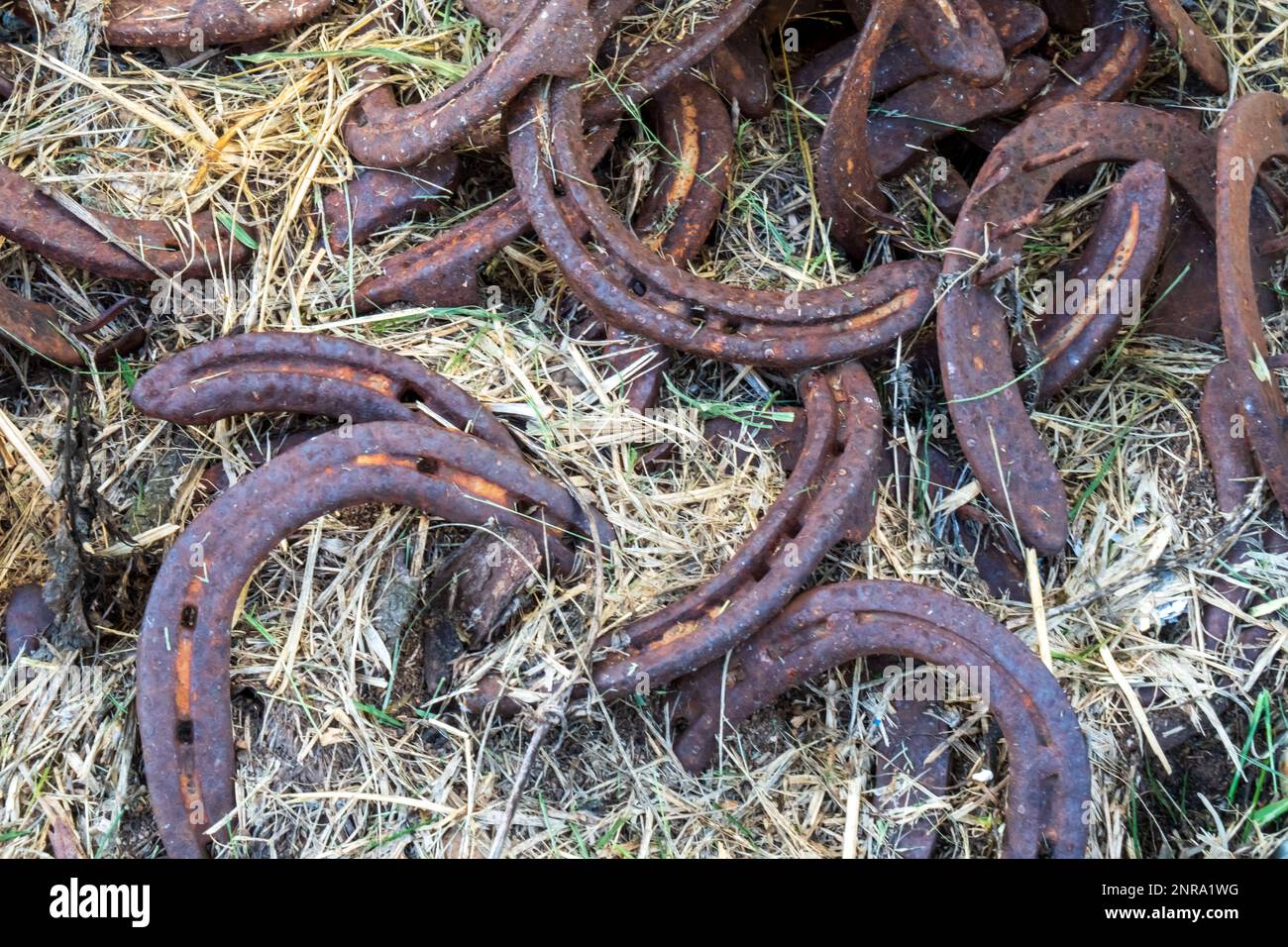 Old rusty horse shoes lying in the hay Stock Photo - Alamy