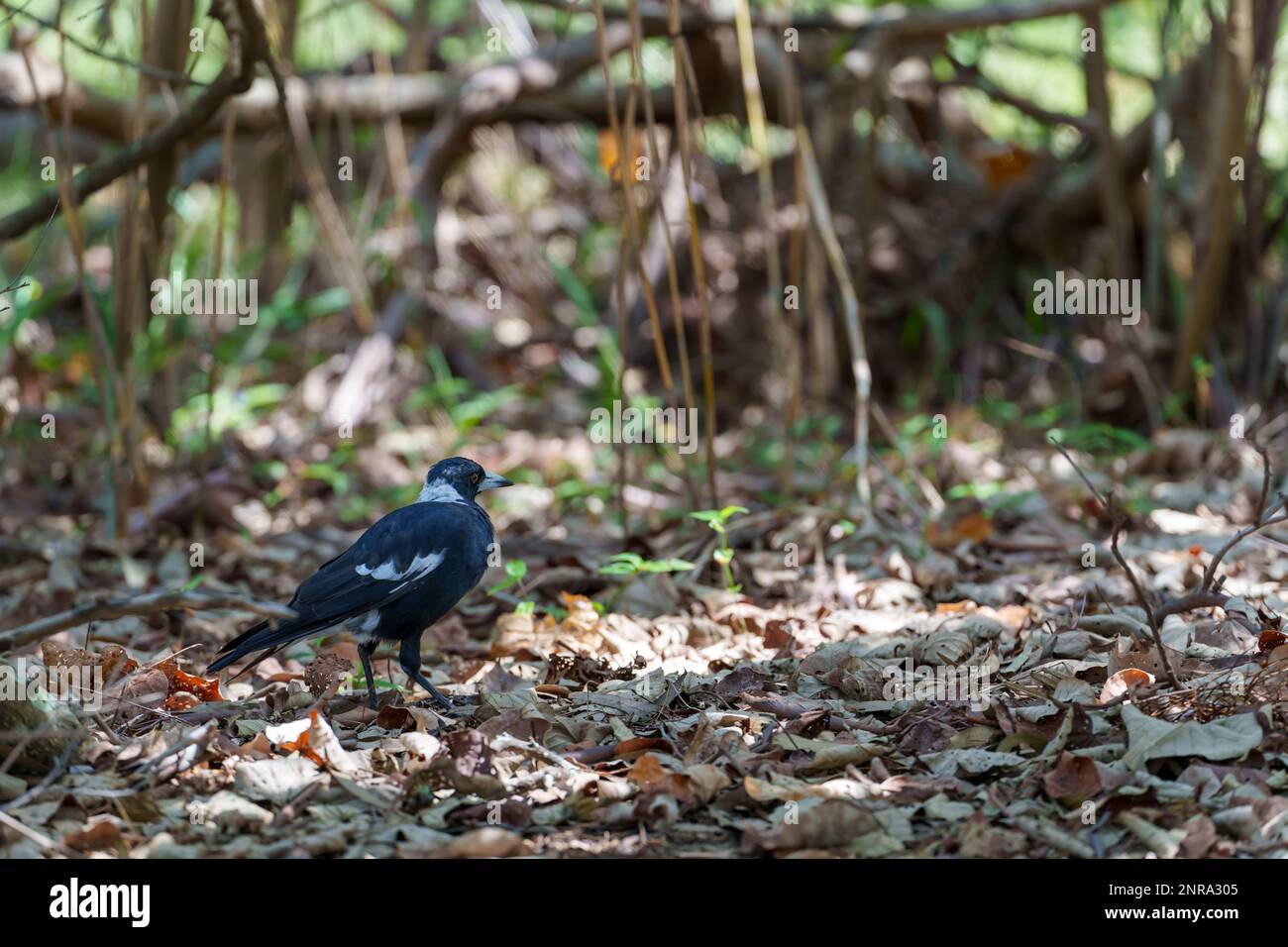 Australian native magpie on the ground under the shade of a tree Stock ...