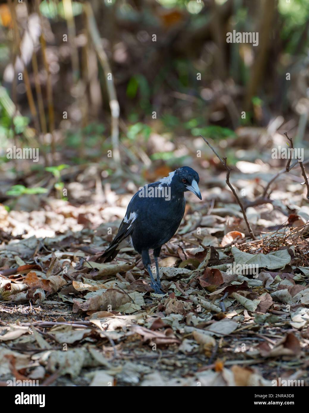 Australian native magpie on the ground under the shade of a tree Stock ...