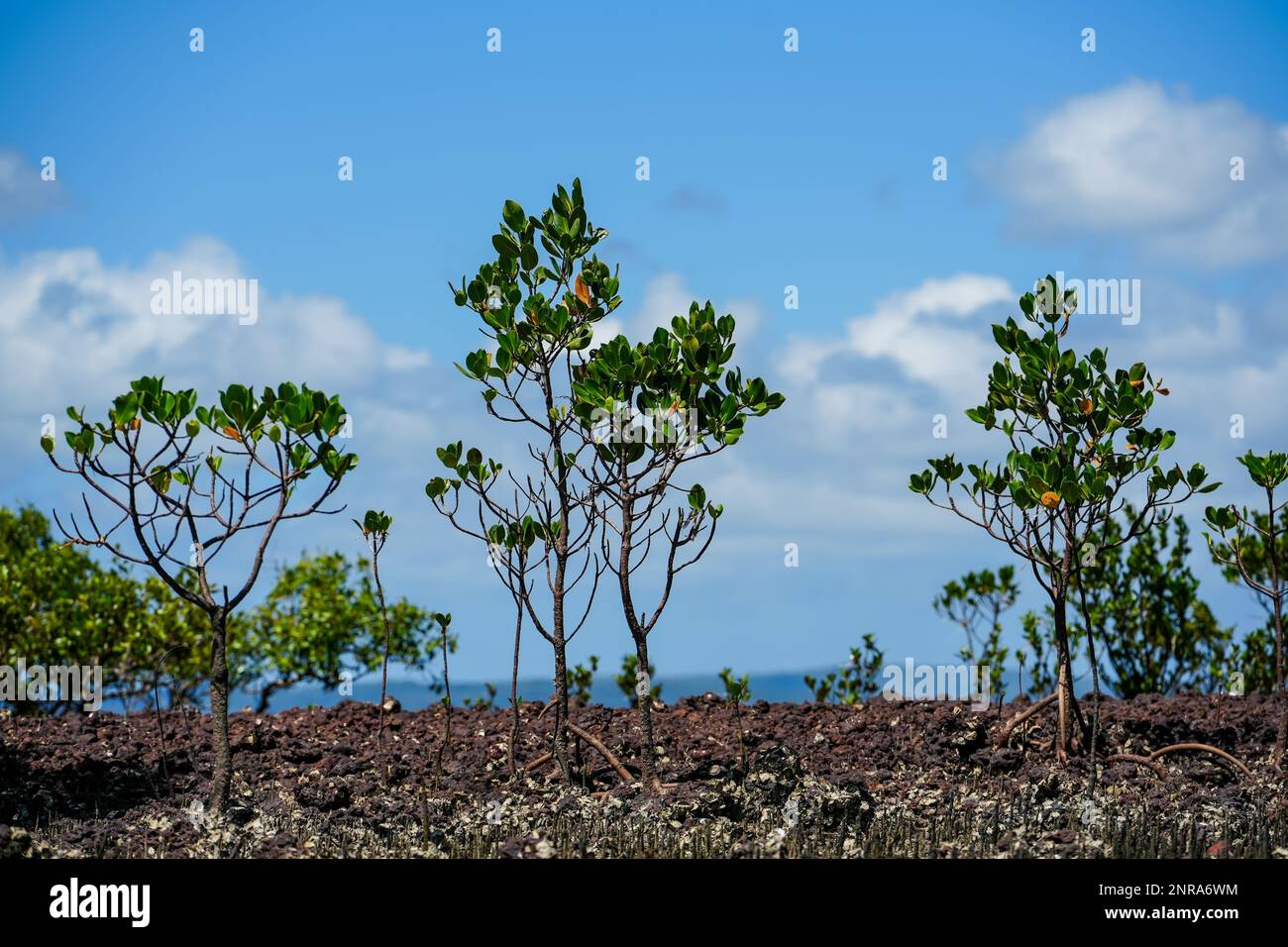 View through young mangrove trees on Coochiemudlo Island tags, to ...