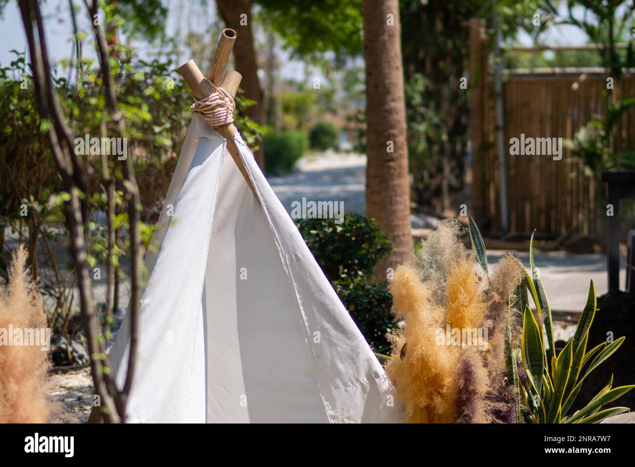 White camp and dry trees Stock Photo - Alamy
