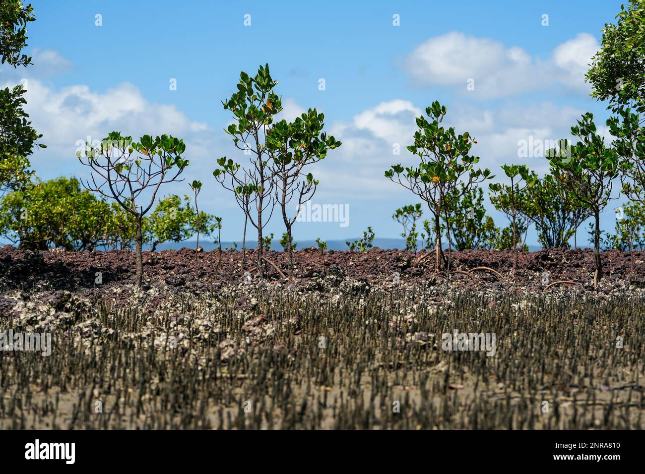 View through young mangrove trees on Coochiemudlo Island tags, to ...