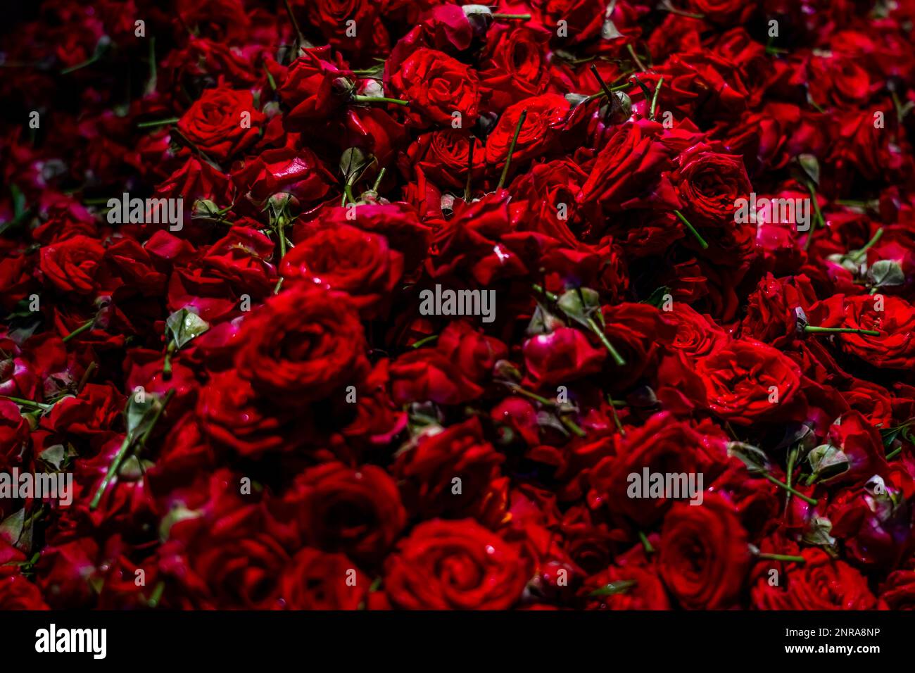 Natural red rose background, fresh cut dark roses close up texture ...