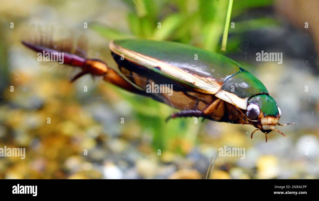 A picture taken on February 4, 2020 shows the Japanese Diving Beetle ...